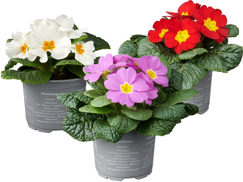 Primula, de vroege vogel in de tuin - GroenRijk Raalte