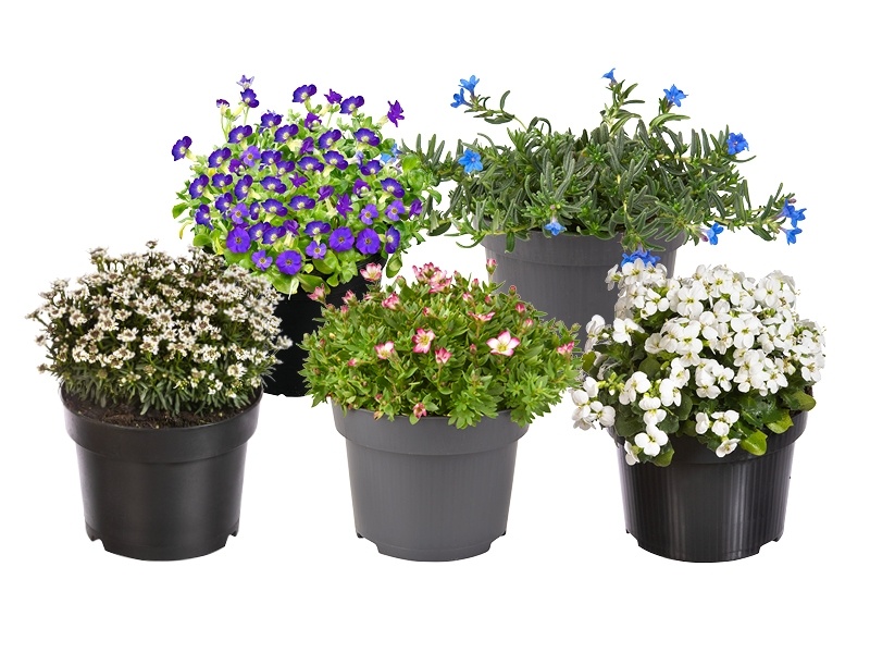 Steengoede plantenmix - GroenRijk Raalte